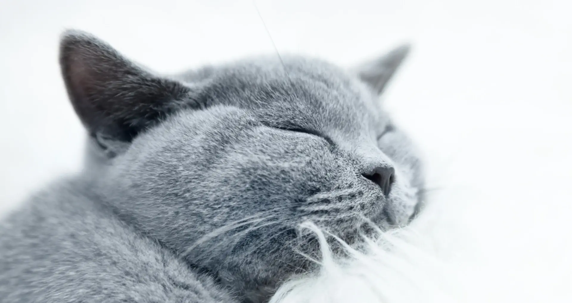 Dlaczego kot mruczy? Co oznacza mruczenie kota? - AnimalZoone