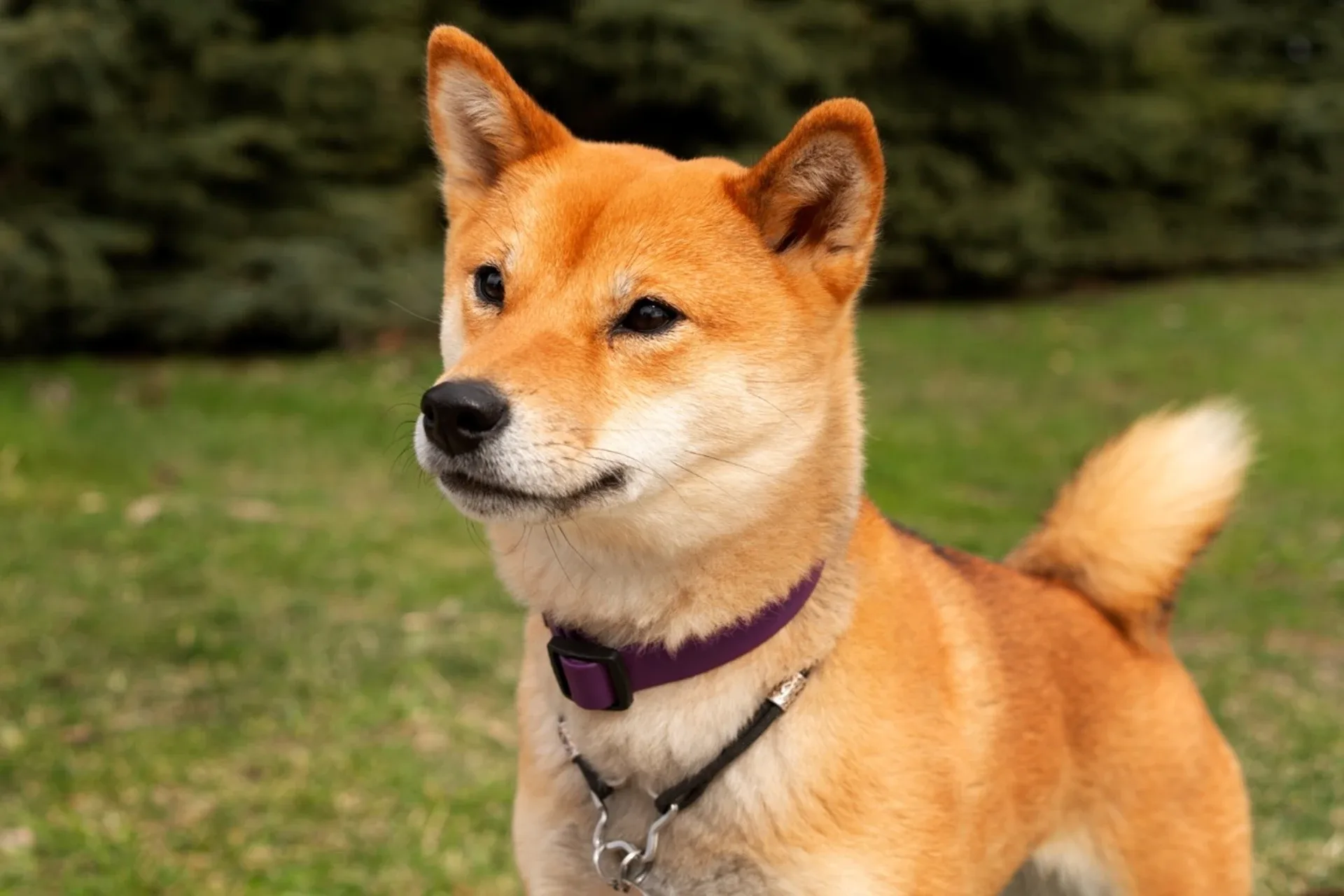 Opis rasy Akita Inu. Czy Akita Inu jest groźna? - AnimalZoone